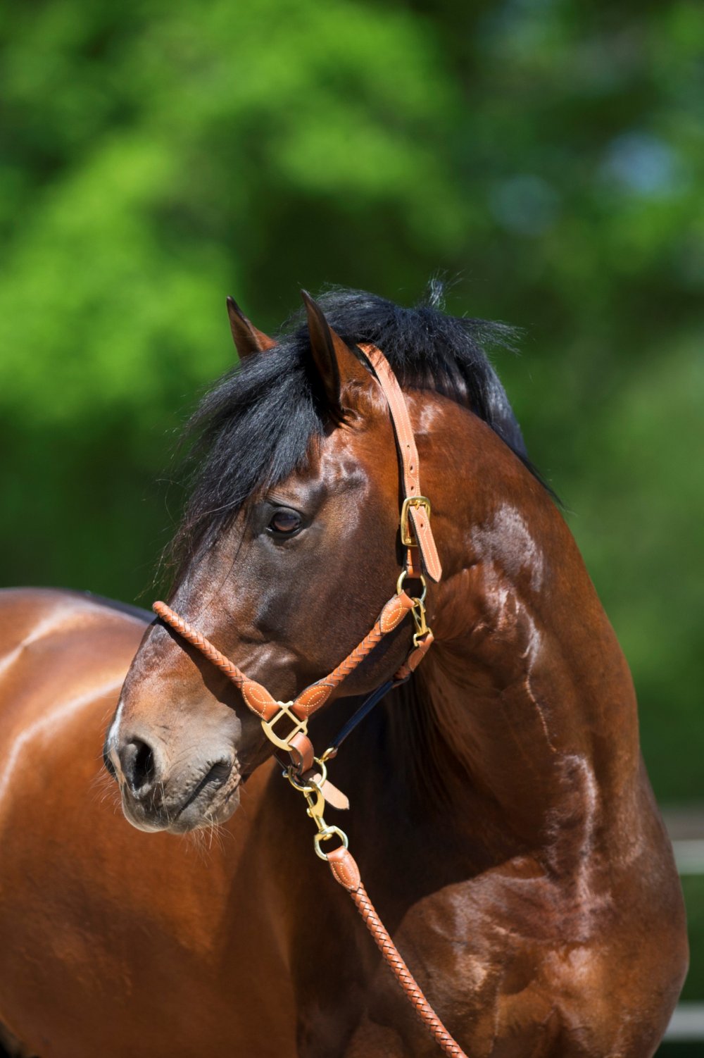 Caballos de Colores - Startlijsten.nl
